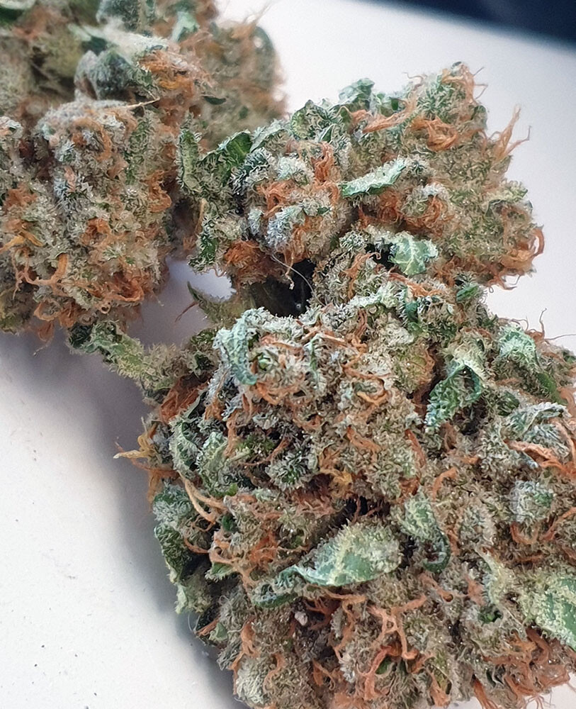 Critical Cheese [Femz.] | Zeedz.