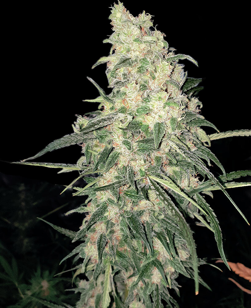 Critical Cheese [Femz.] | Zeedz.